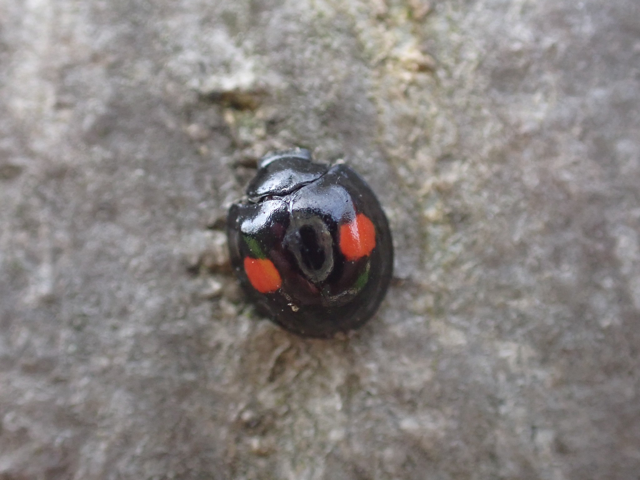 Black with red spots: What's my Ladybird? - Natural History Society of ...