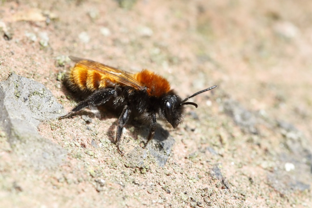 A Short Guide To Solitary Bees Natural History Society Of Northumbria