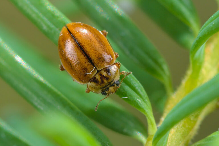 Larch Ladybird - Natural History Society of Northumbria