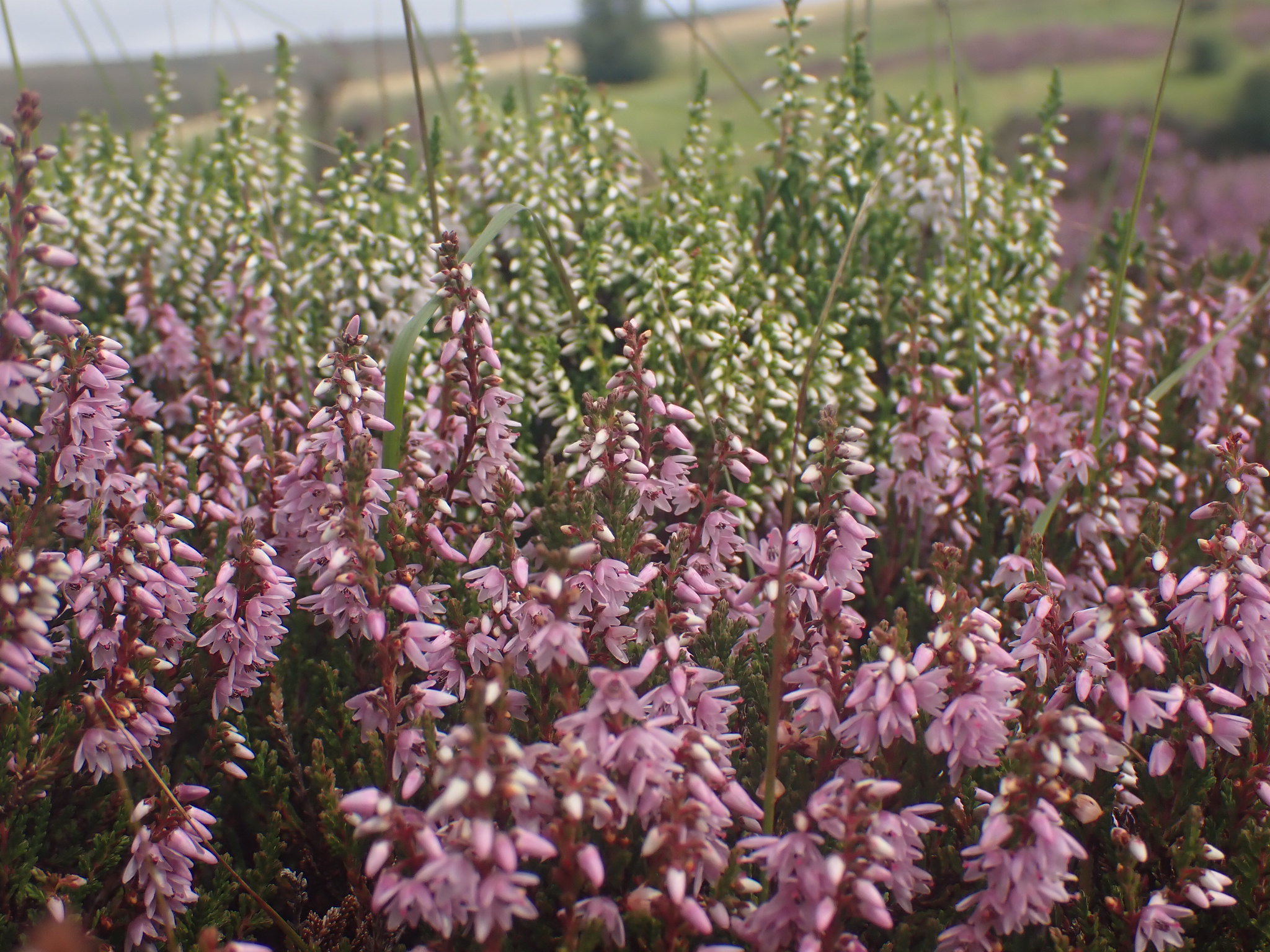 Meet the Late Summer Heather Bees - Natural History Society of Northumbria