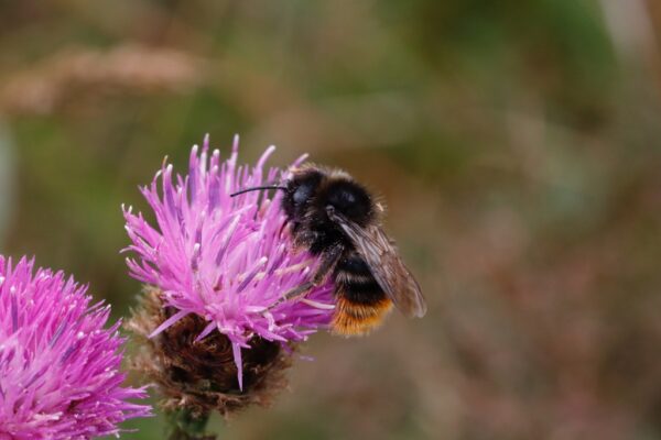 Red-tailed Cuckoo Bee - Natural History Society of Northumbria