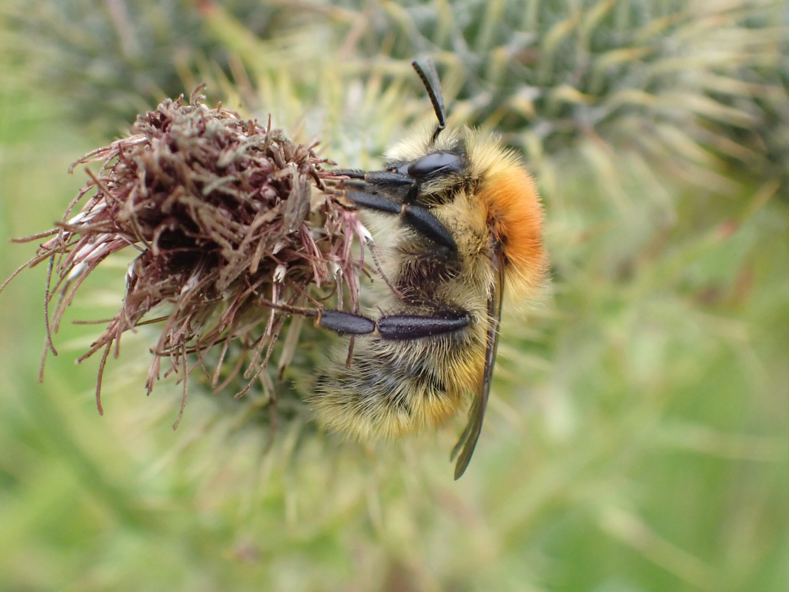 Bees and botany on Lindisfarne - Natural History Society of Northumbria