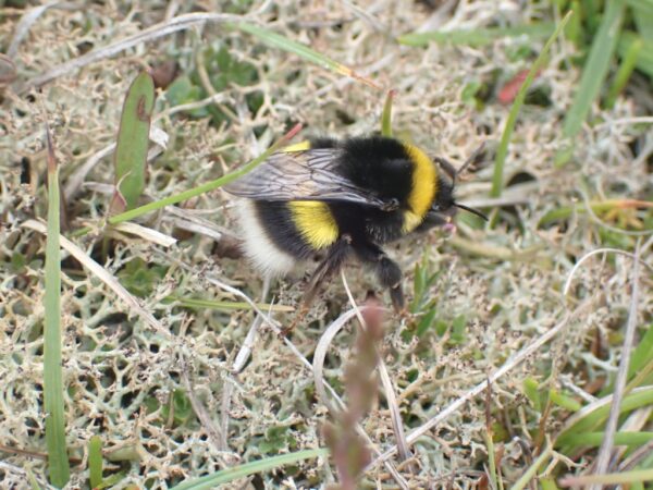 White-tailed Bumblebee - Natural History Society of Northumbria
