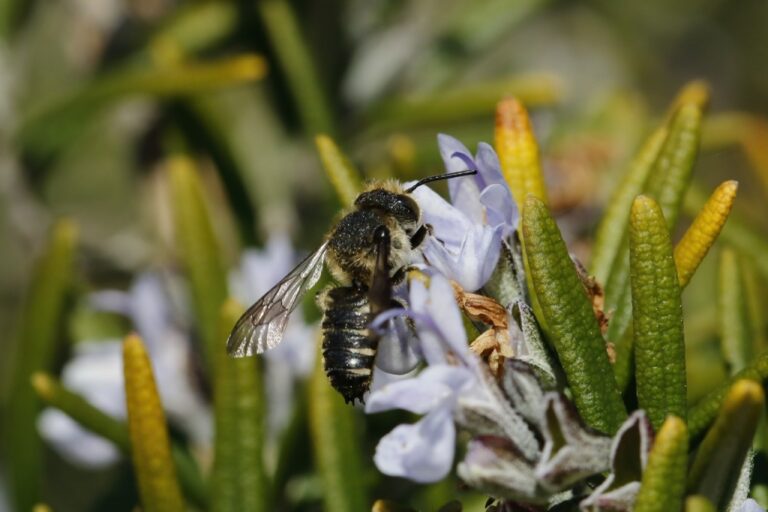 A Short Guide to Solitary Bees - Natural History Society of Northumbria