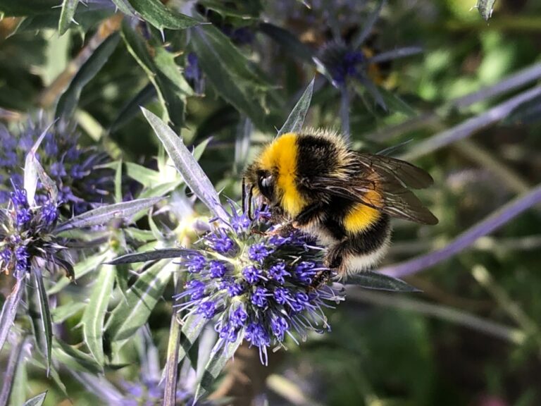White-tailed Bumblebee - Natural History Society of Northumbria