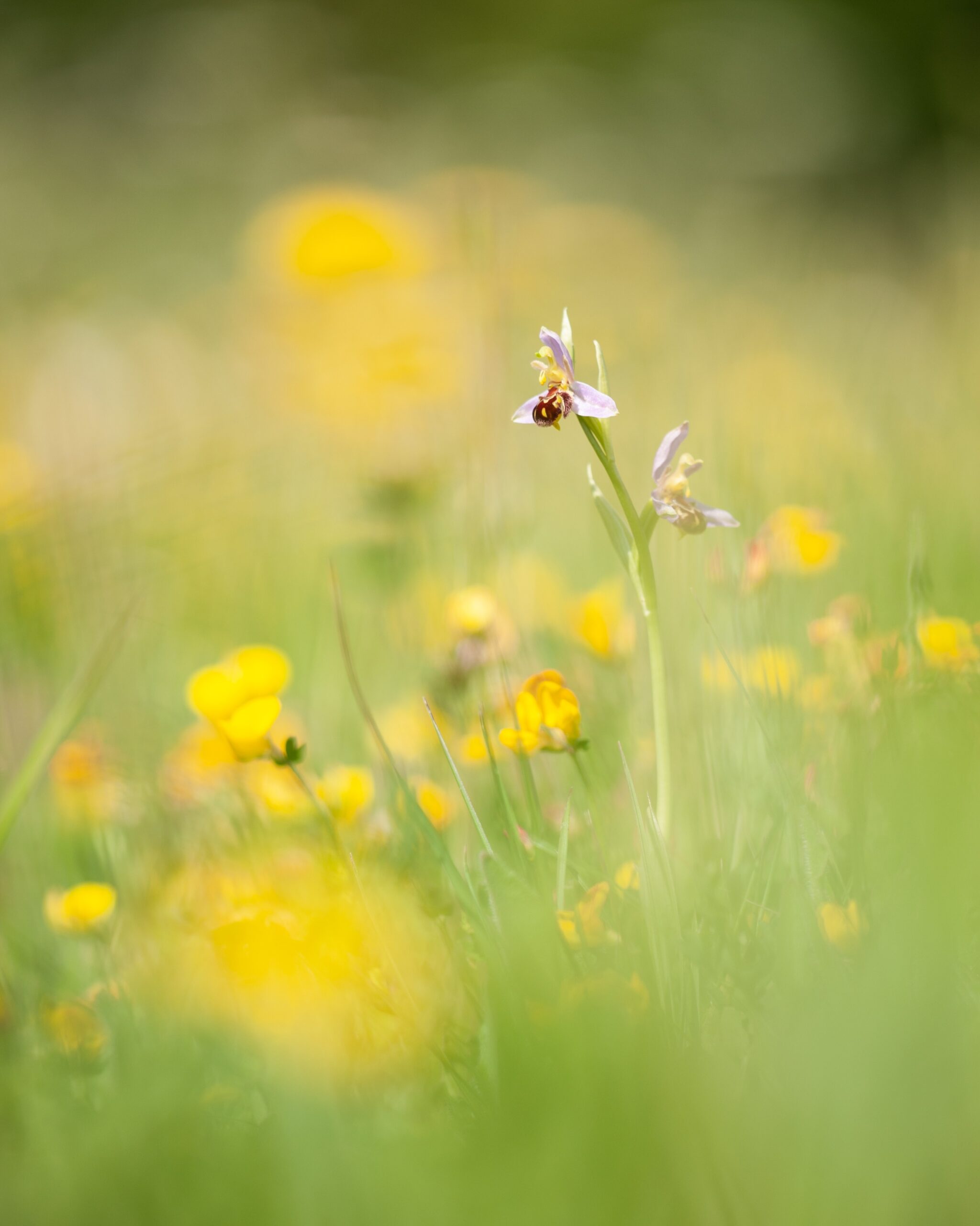 Cultivating curiosity for North East nature - Natural History Society ...
