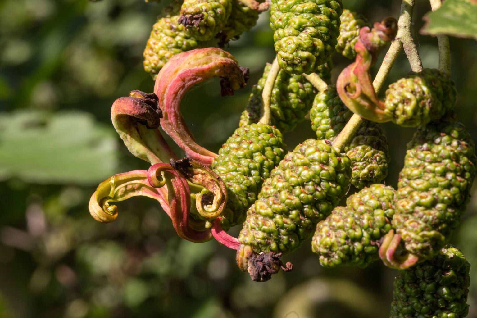 Explore the Curious World of Plant Galls - Natural History Society of ...