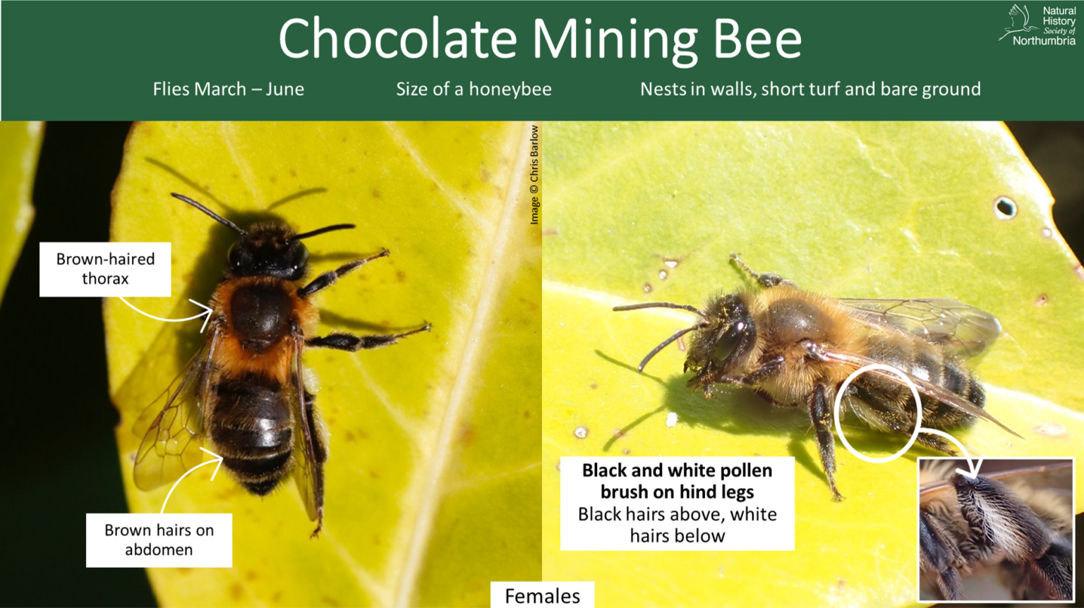 Chocolate Mining Bee - Natural History Society of Northumbria