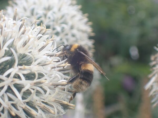 Buff-tailed Bumblebee - Natural History Society of Northumbria
