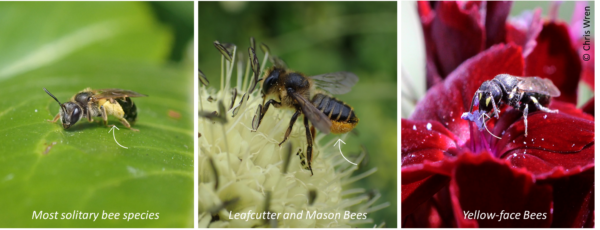 A Short Guide to Solitary Bees - Natural History Society of Northumbria