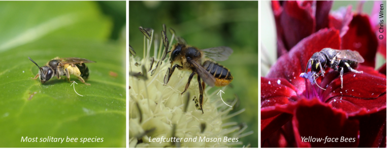 A Short Guide to Solitary Bees - Natural History Society of Northumbria