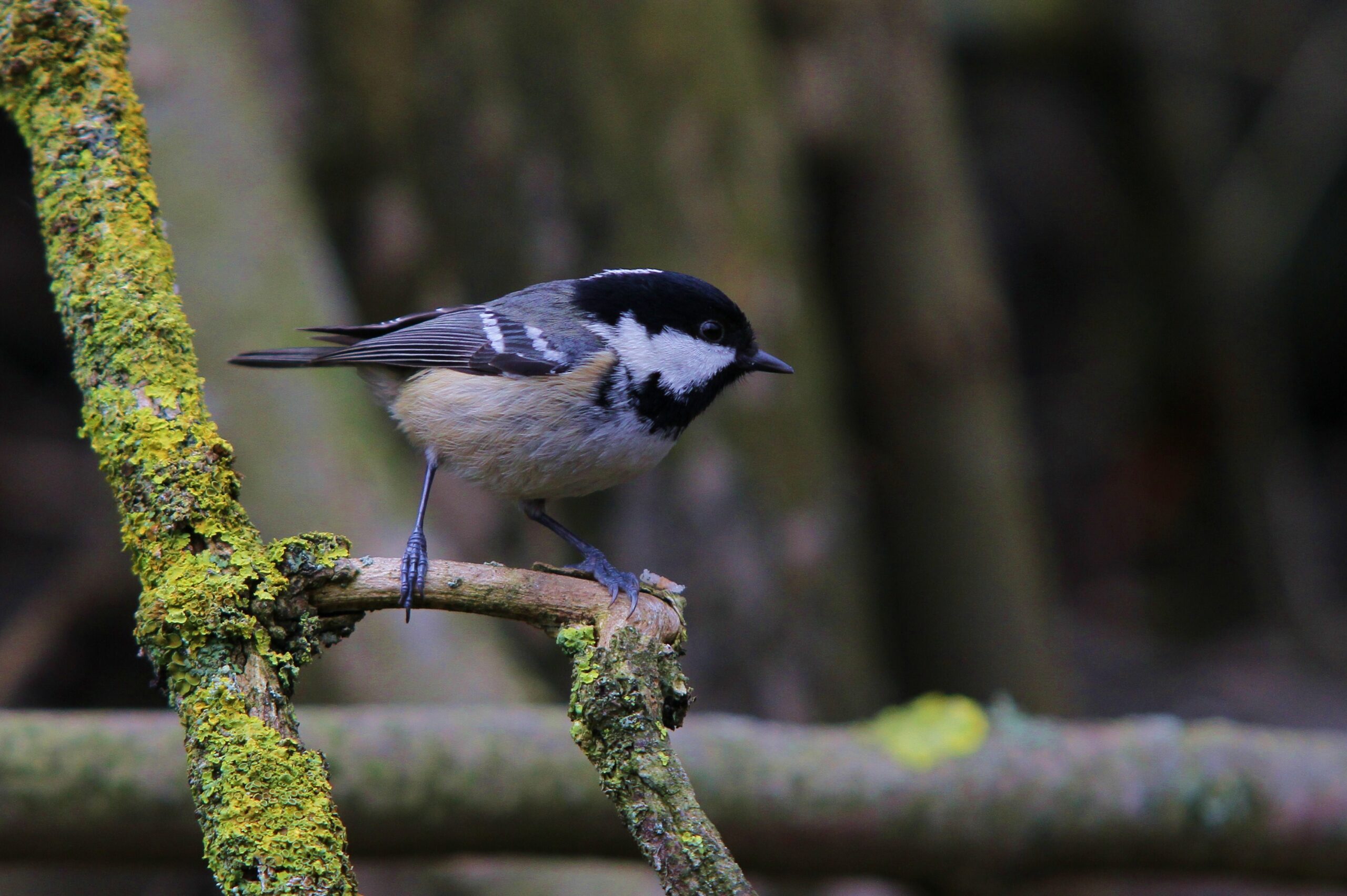 Volunteers needed - help observe birds cache from your feeder - Natural ...