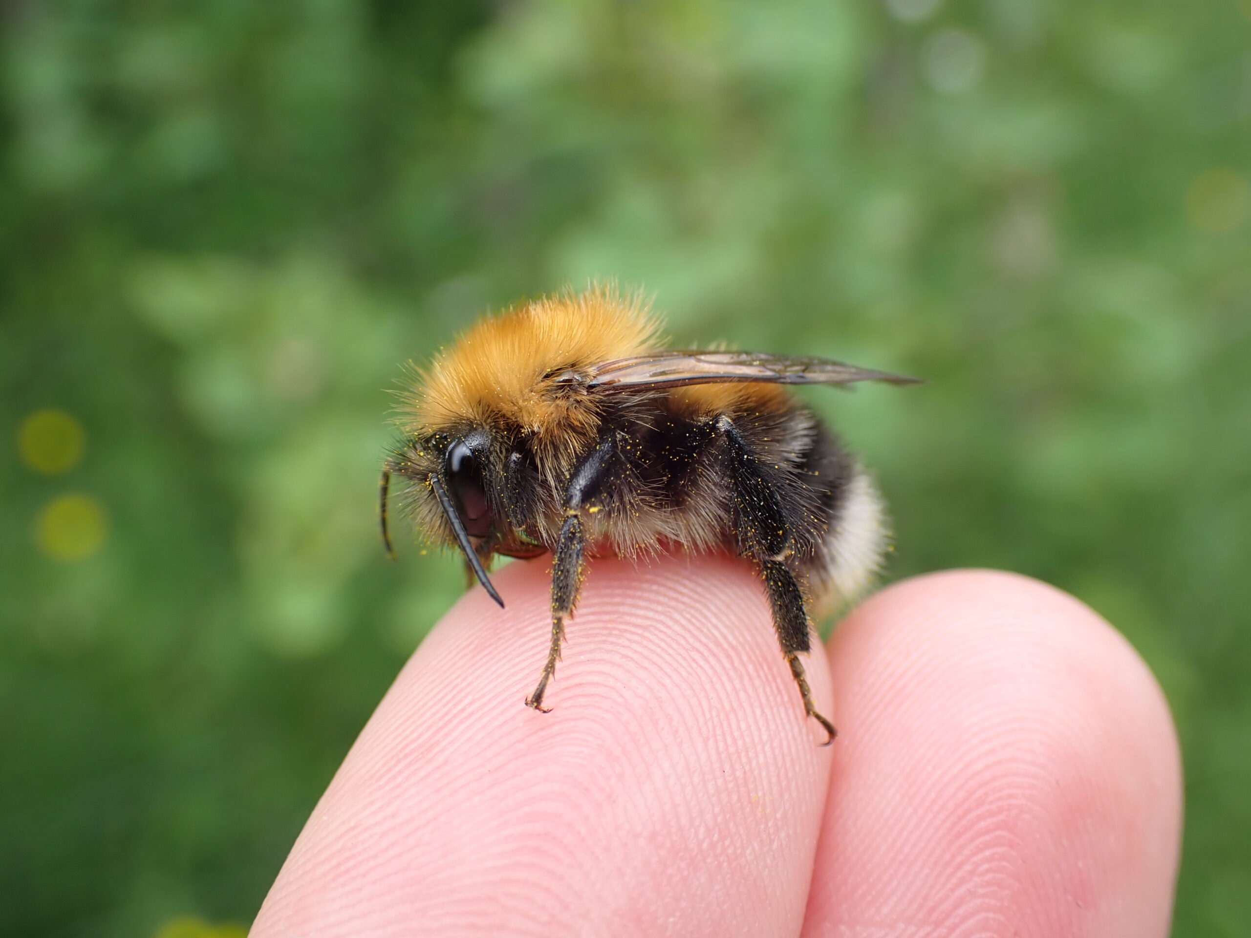 A Guide to Common North East Bumblebees - Natural History Society of ...