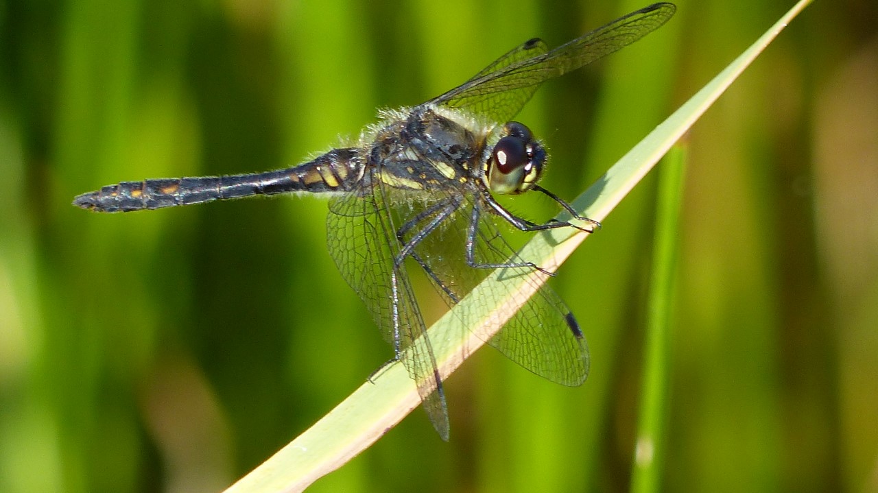 The Dragonflies of Gosforth Nature Reserve - Natural History Society of ...