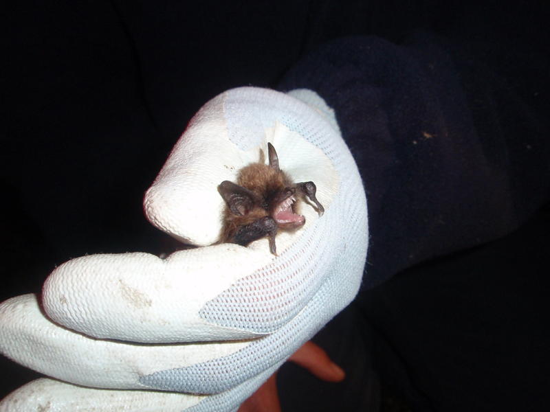 Meet the North East’s Brilliant Bats - Natural History Society of ...