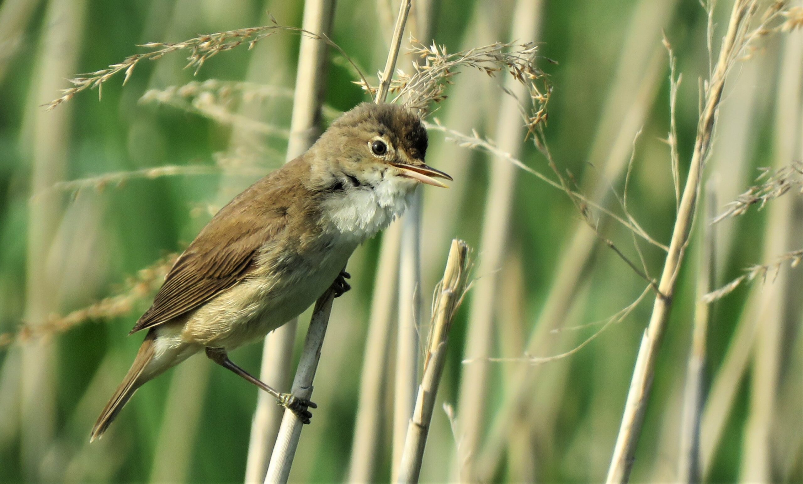 The Reed Warblers of Gosforth Nature Reserve - Natural History Society ...