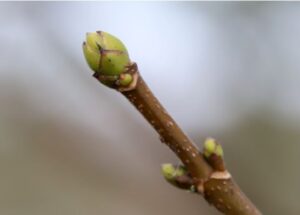 How to Identify Trees in Winter - Natural History Society of Northumbria
