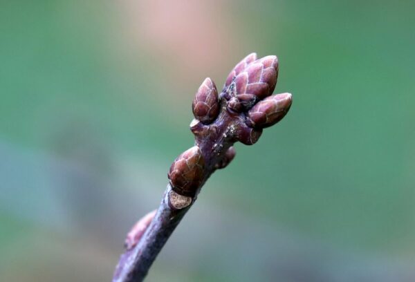 How to Identify Trees in Winter - Natural History Society of Northumbria
