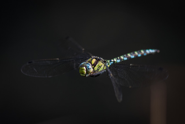 Discovering Dazzling Dragonflies - Natural History Society of Northumbria