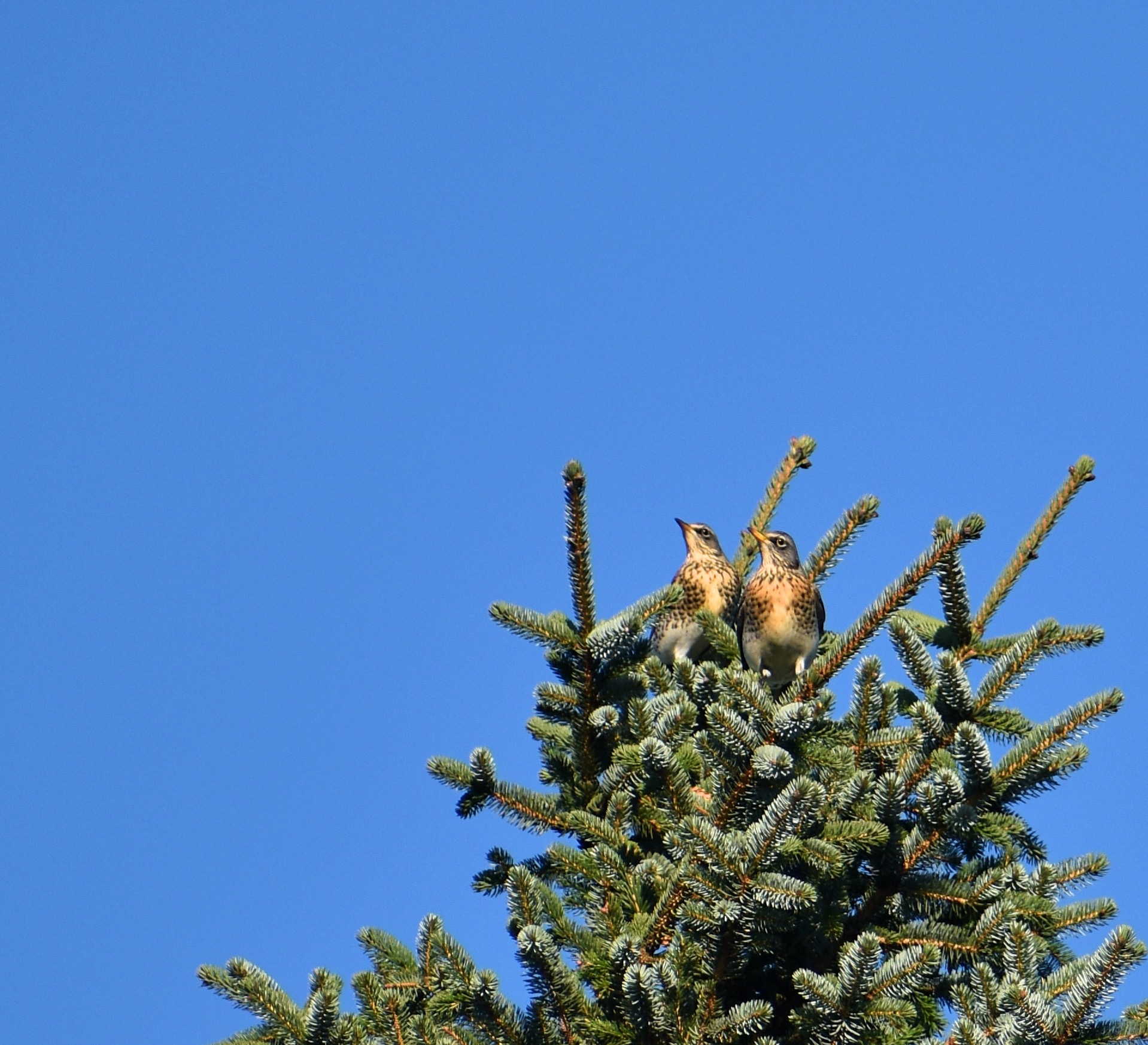 Celebrating North East Nature - Natural History Society of Northumbria