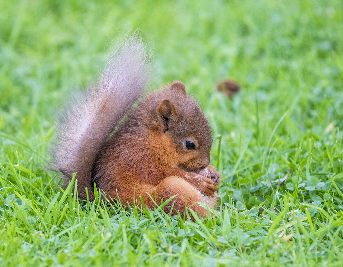 Monitoring Northumberland's Red Squirrels - Natural History Society of ...
