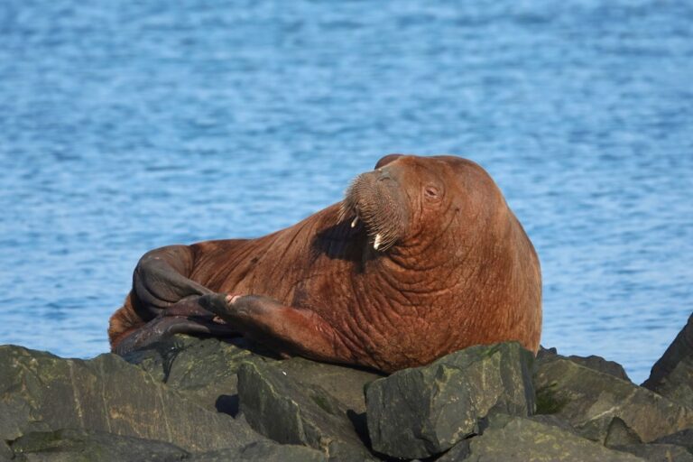 Wandering Walrus Spotted in Northumberland - Natural History Society of ...