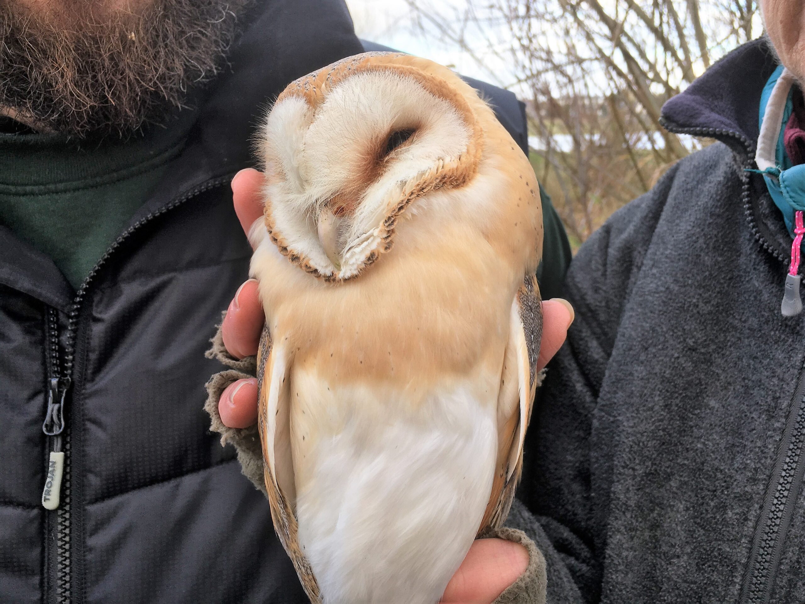 A Ringer's Year: December 2022 - Natural History Society of Northumbria