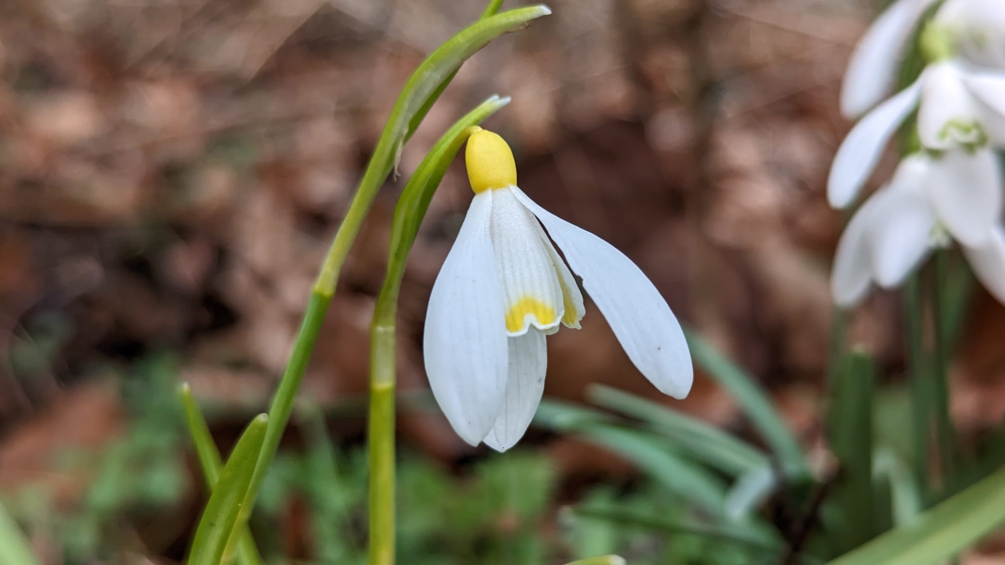 Five Snowdrops to Spot this Season - Natural History Society of Northumbria