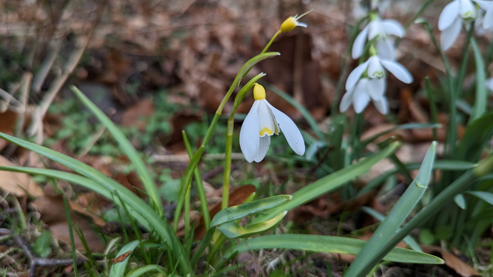 Five Snowdrops to Spot this Season - Natural History Society of Northumbria