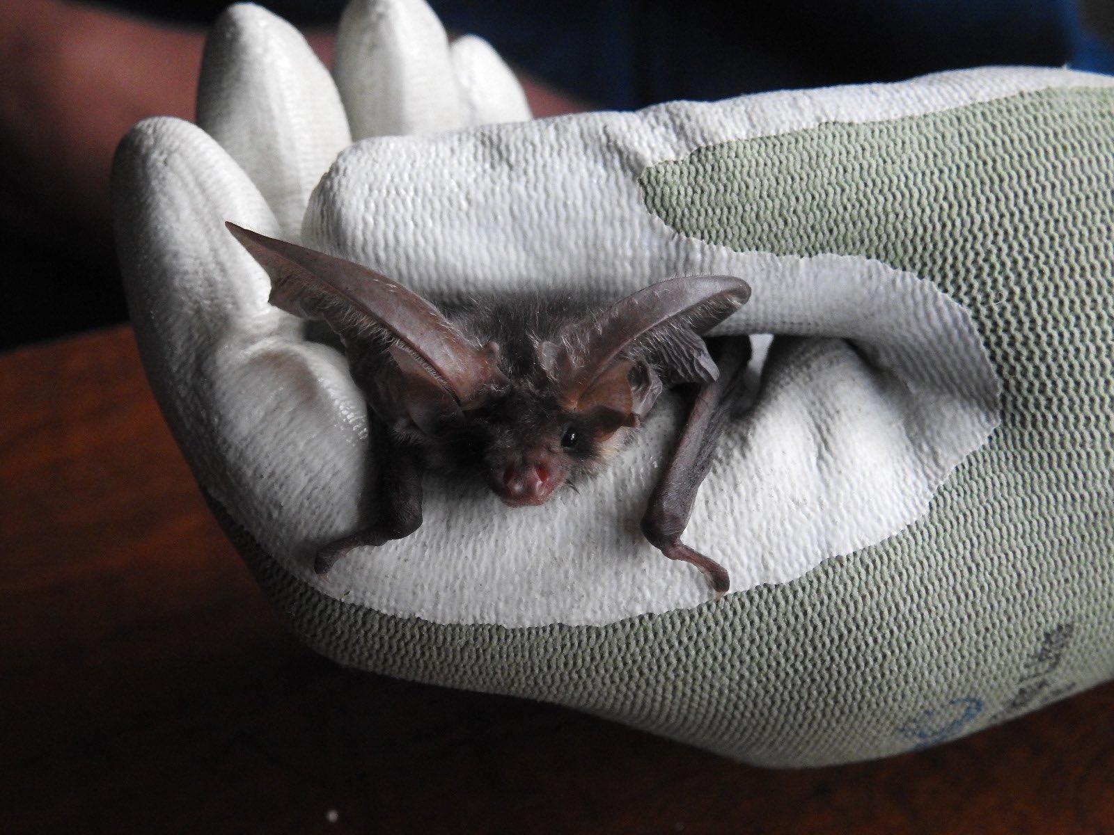 Batty about Bats - Natural History Society of Northumbria Batty about Bats - Natural History Society of Northumbria