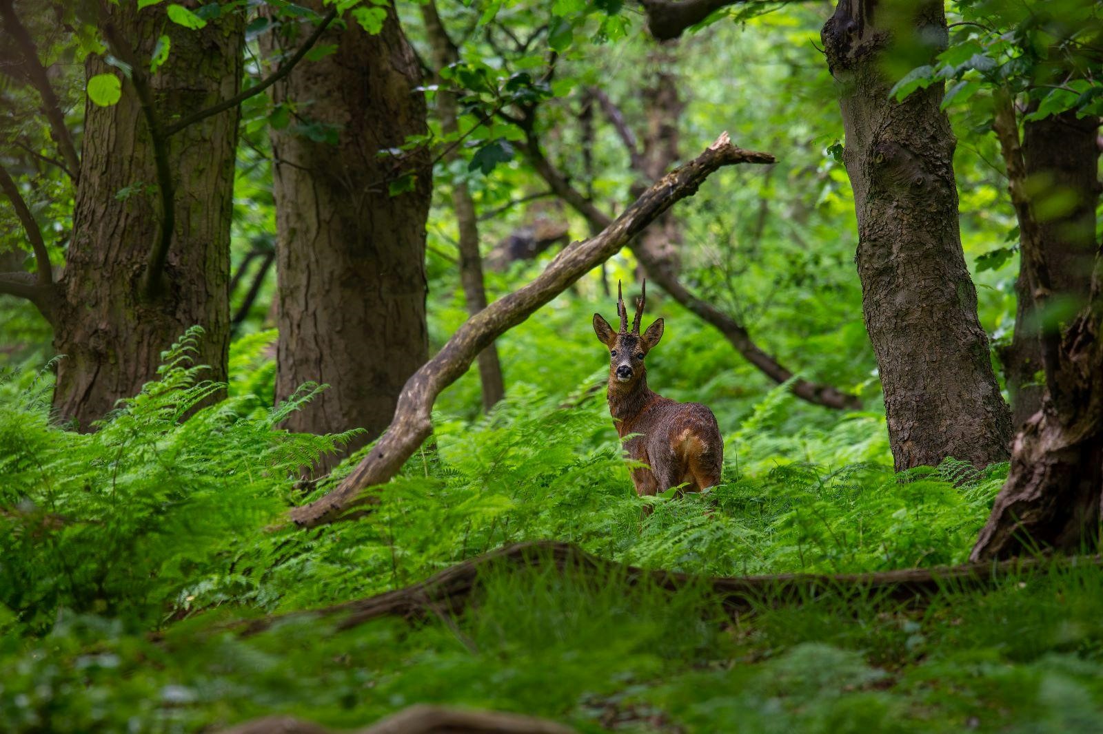 North East Ancient Woodland Inventory - Natural History Society of ...