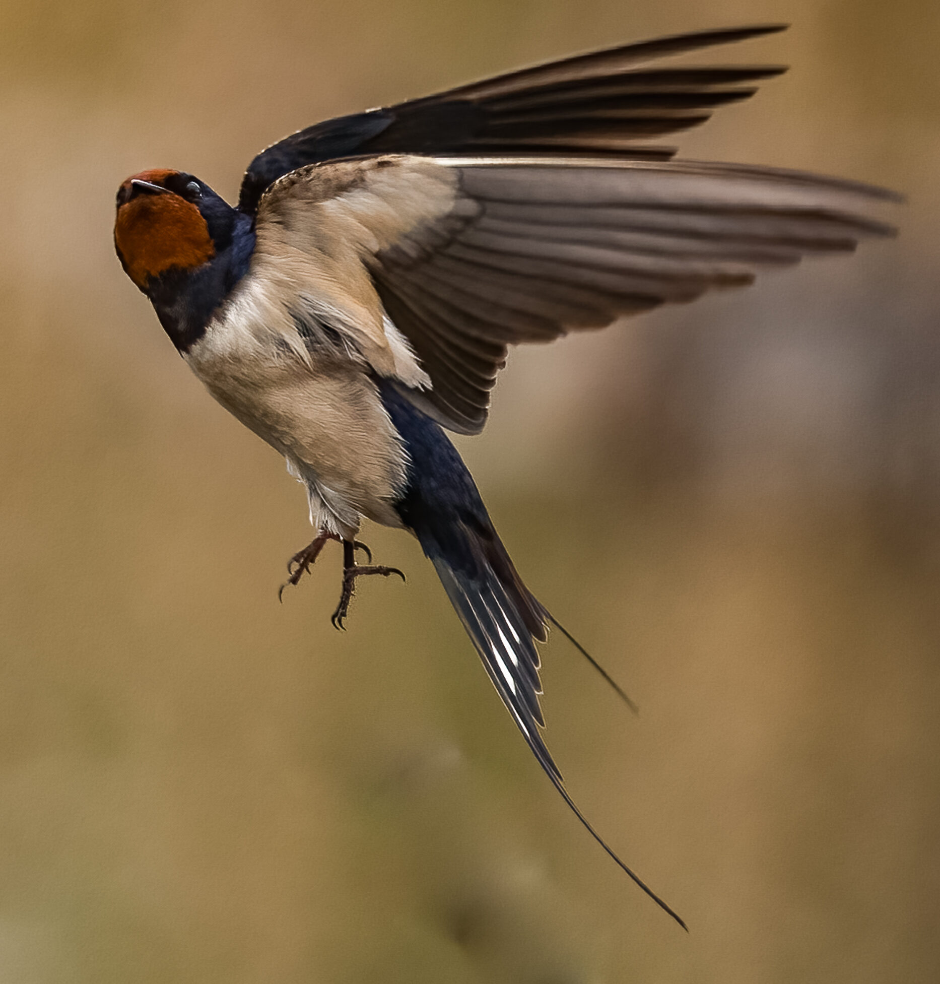 Four Aerial Acrobats to Lookout for this Spring - Natural History ...