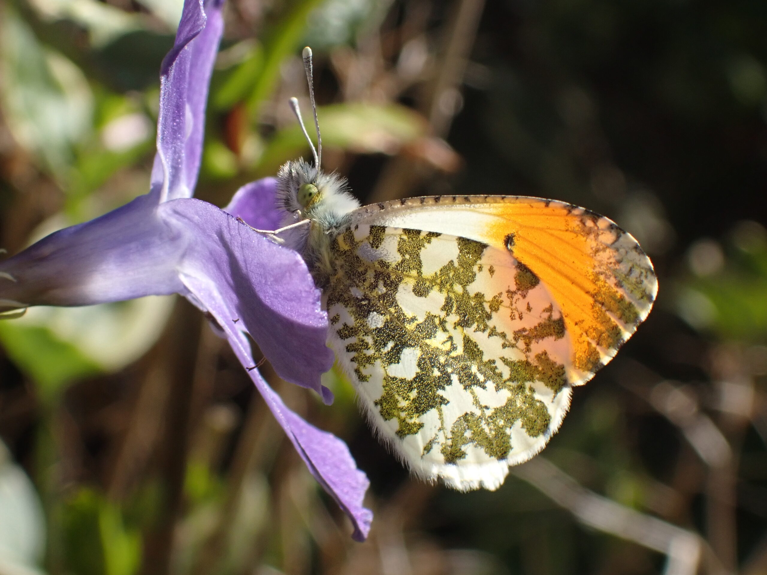 Five Spring Butterflies to Keep an Eye Out For - Natural History ...