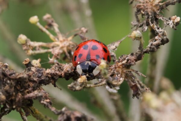 Three Years of Ladybirds: Exploring your North East Ladybird Spot ...
