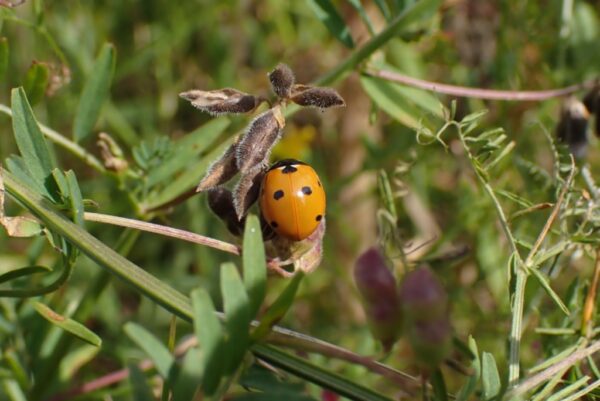 Three Years of Ladybirds: Exploring your North East Ladybird Spot ...