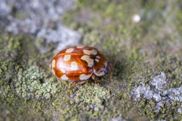 Three Years of Ladybirds: Exploring your North East Ladybird Spot ...