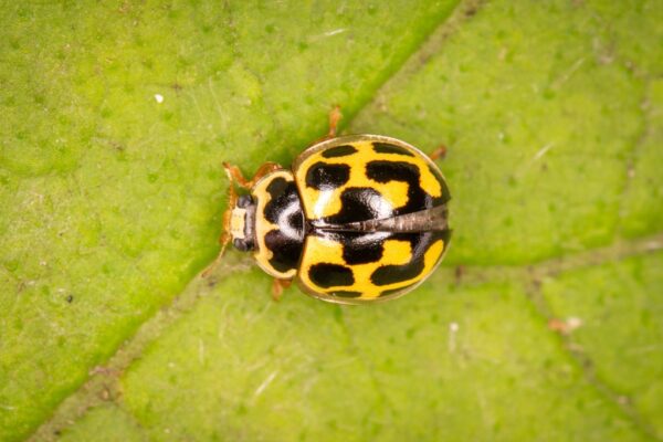 Three Years of Ladybirds: Exploring your North East Ladybird Spot ...