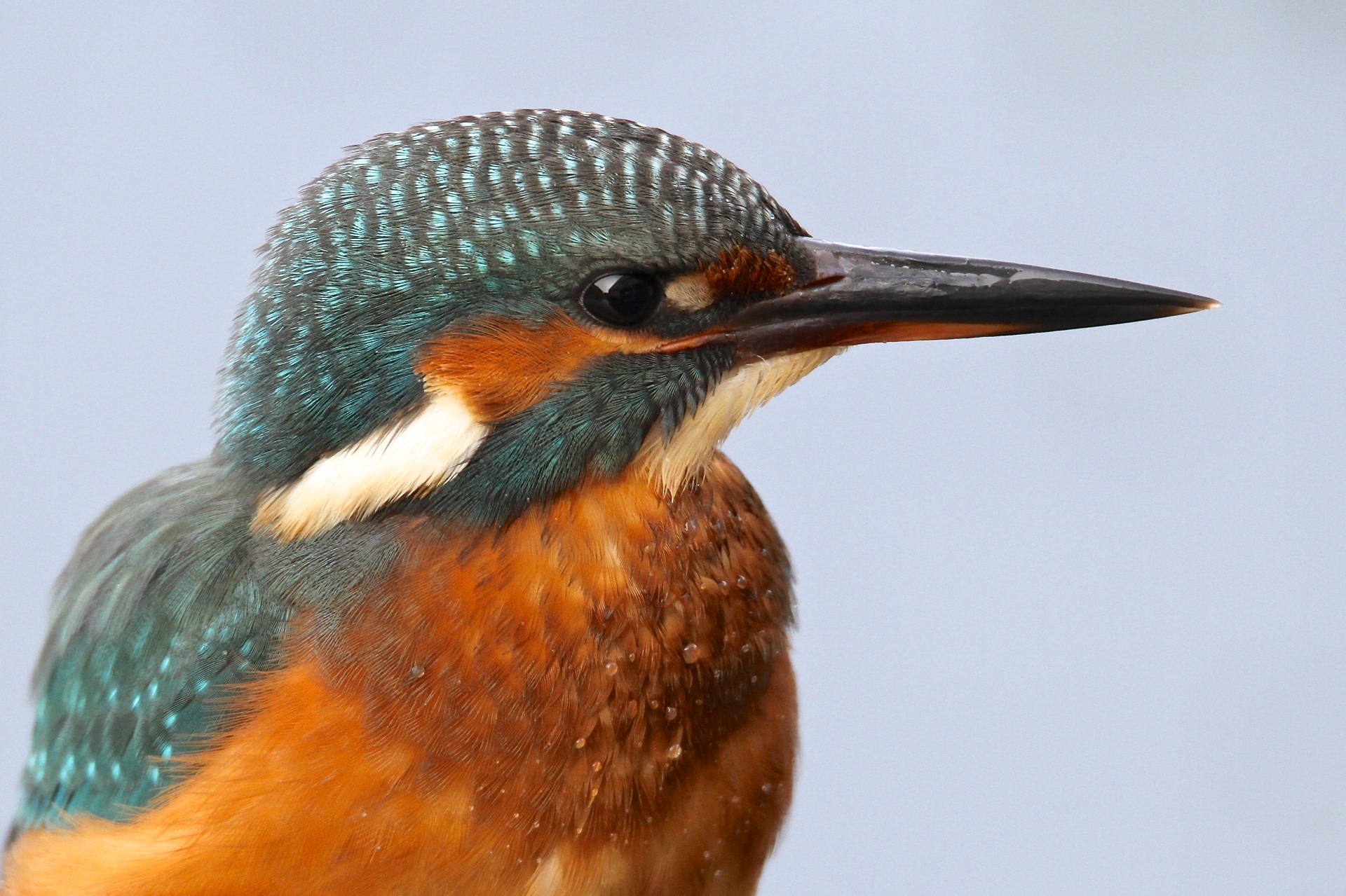 Kingfisher: Gosforth Nature Journal - Natural History Society of ...