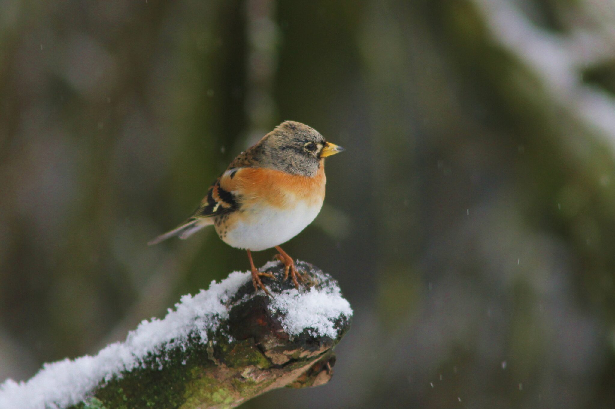 Five Migratory Birds to Spot This Autumn - Natural History Society of ...