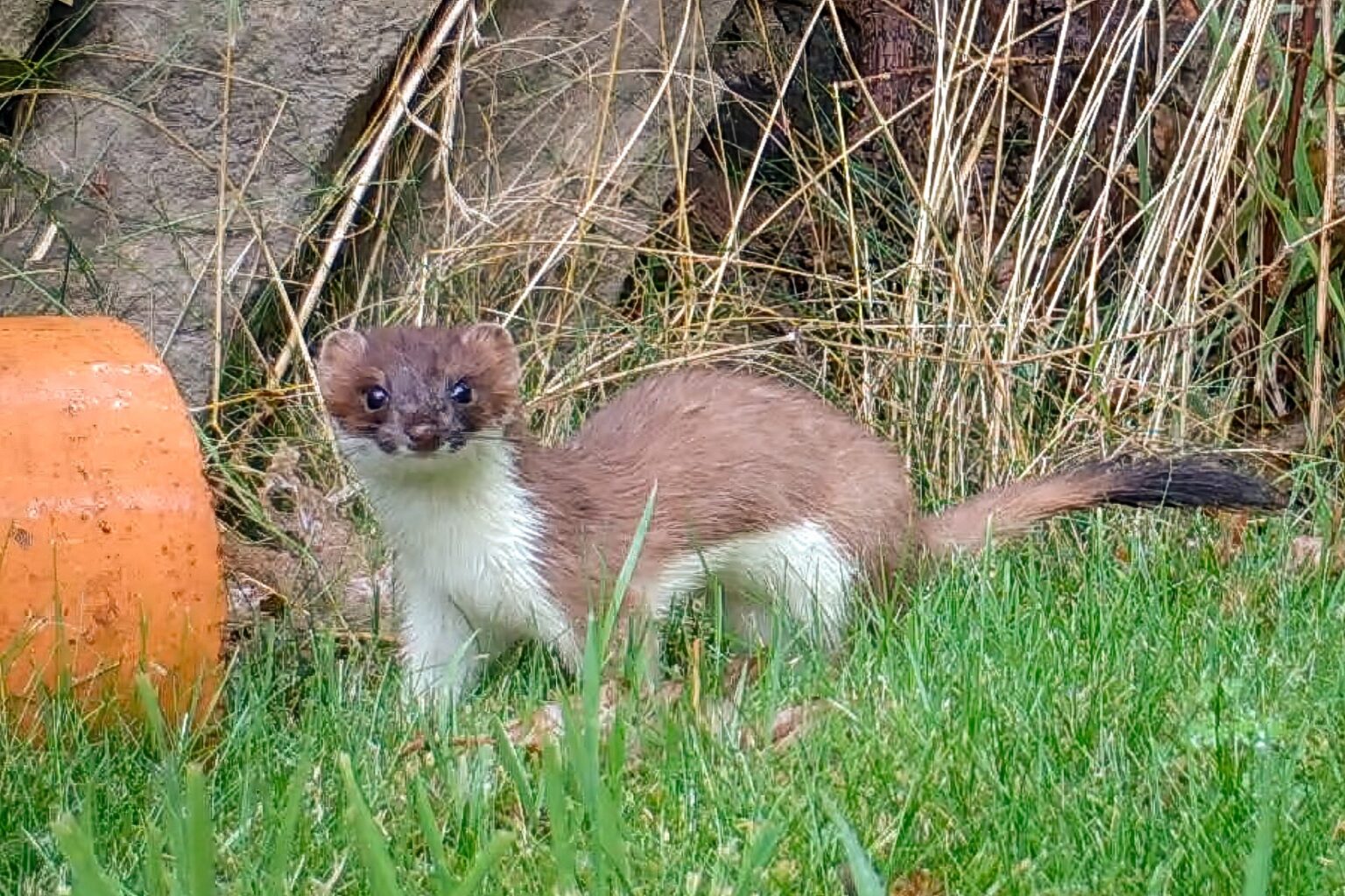 Gosforth Nature Reserve Journal: Weasels and Stoats - Natural History ...
