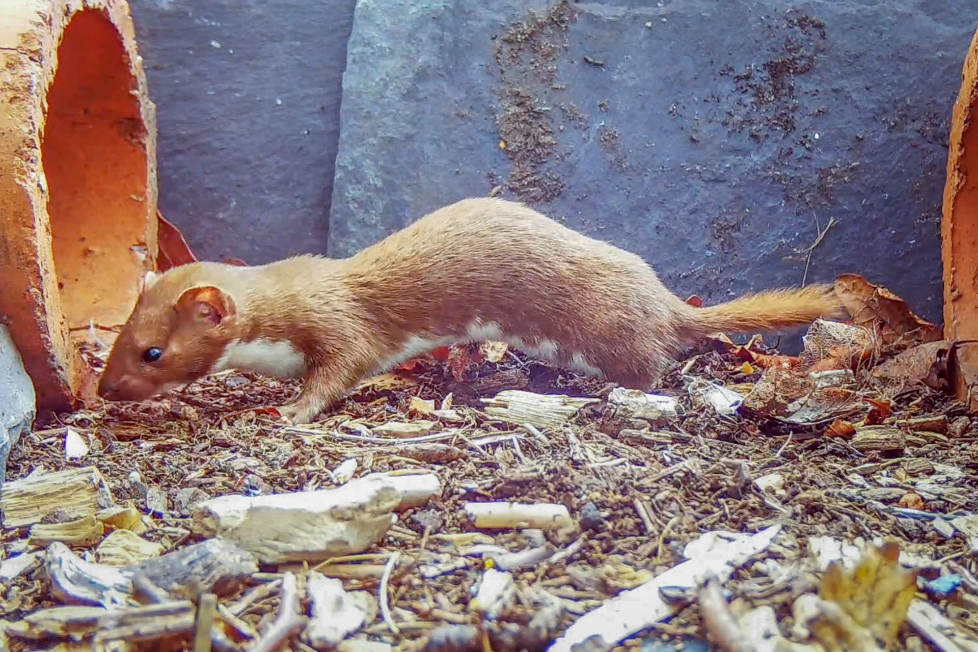 Gosforth Nature Reserve Journal: Weasels and Stoats - Natural History ...