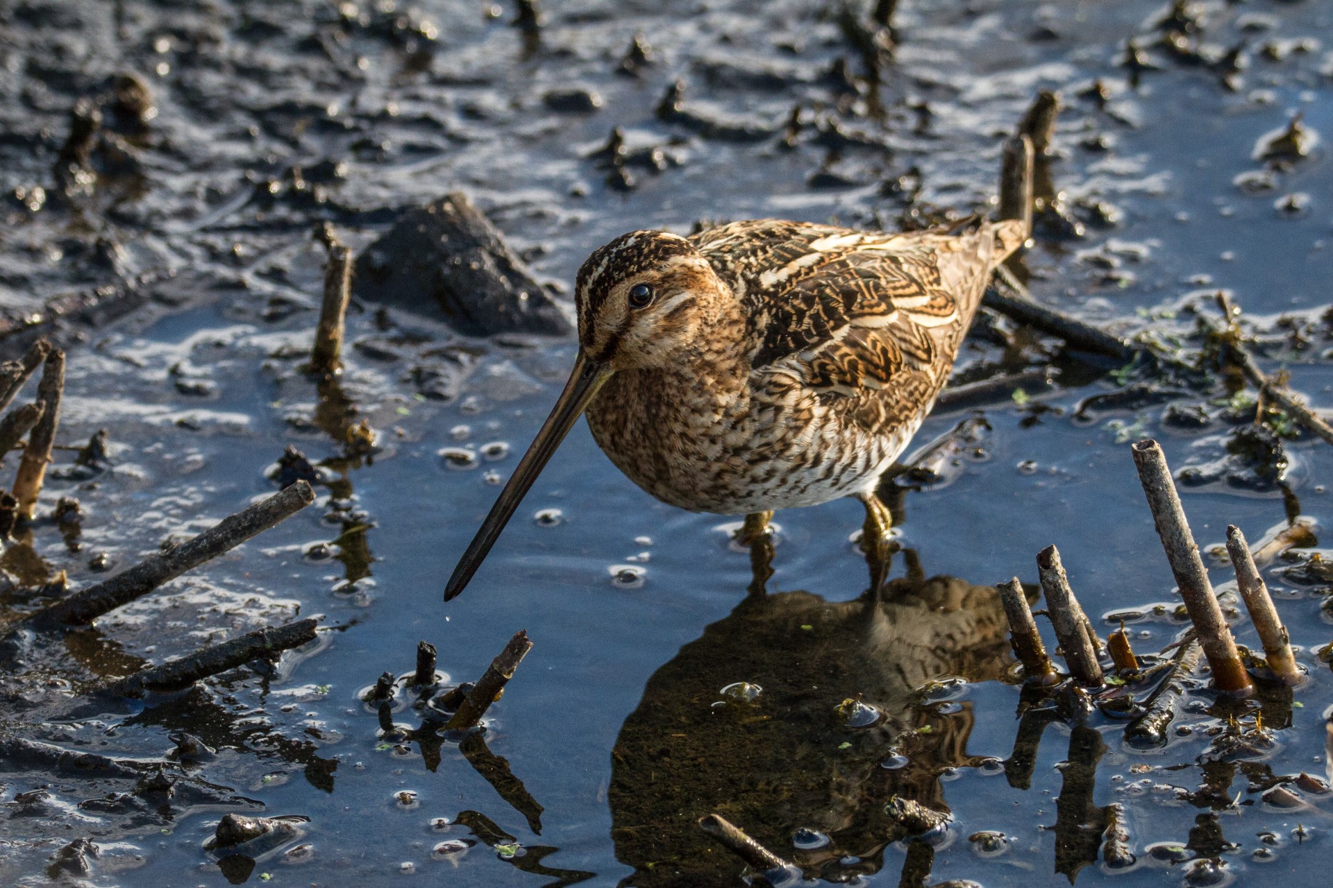 Gosforth Nature Reserve Journal: Birds on Camera - Natural History ...