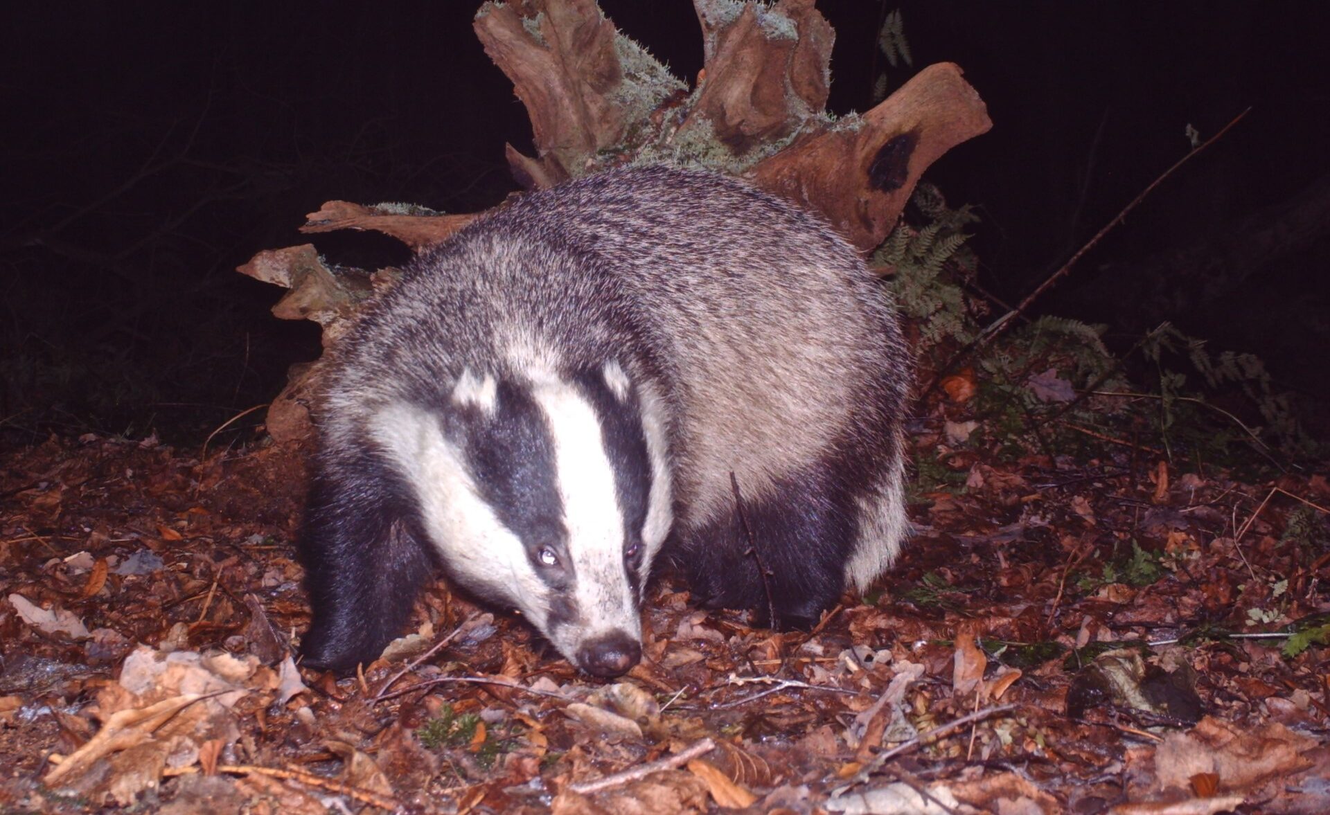Gosforth Nature Reserve Journal: Badgers by Night - Natural History ...
