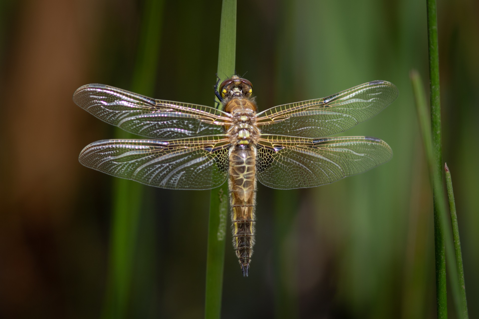 Gosforth Nature Reserve Journal: Early Season Dragonflies - Natural ...