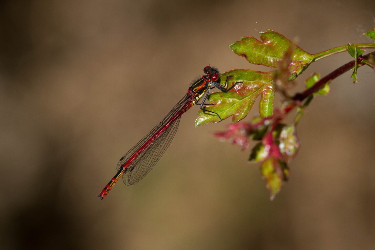 Gosforth Nature Reserve Journal: Early Season Dragonflies - Natural ...
