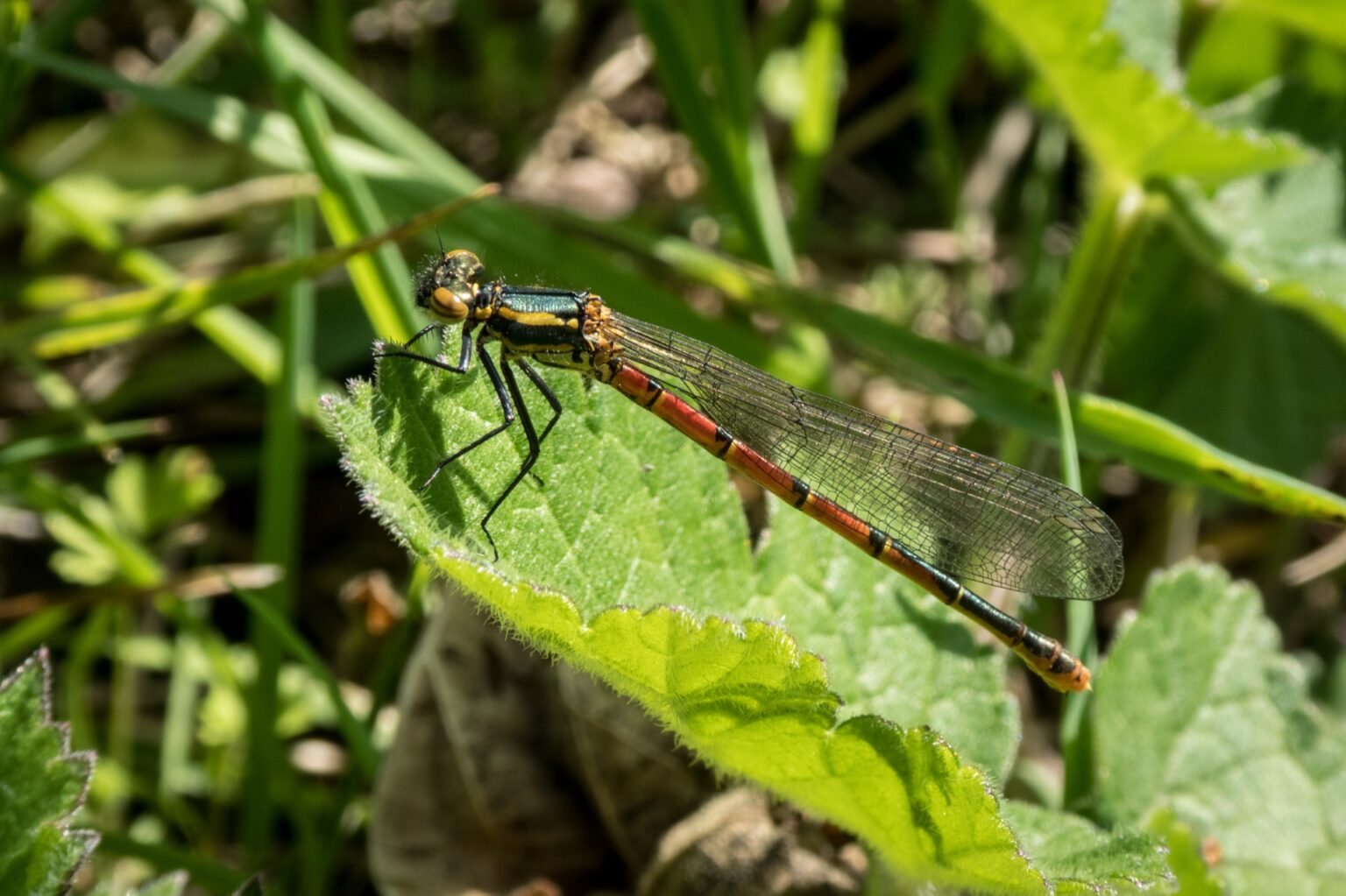Gosforth Nature Reserve Journal: Early Season Dragonflies - Natural ...