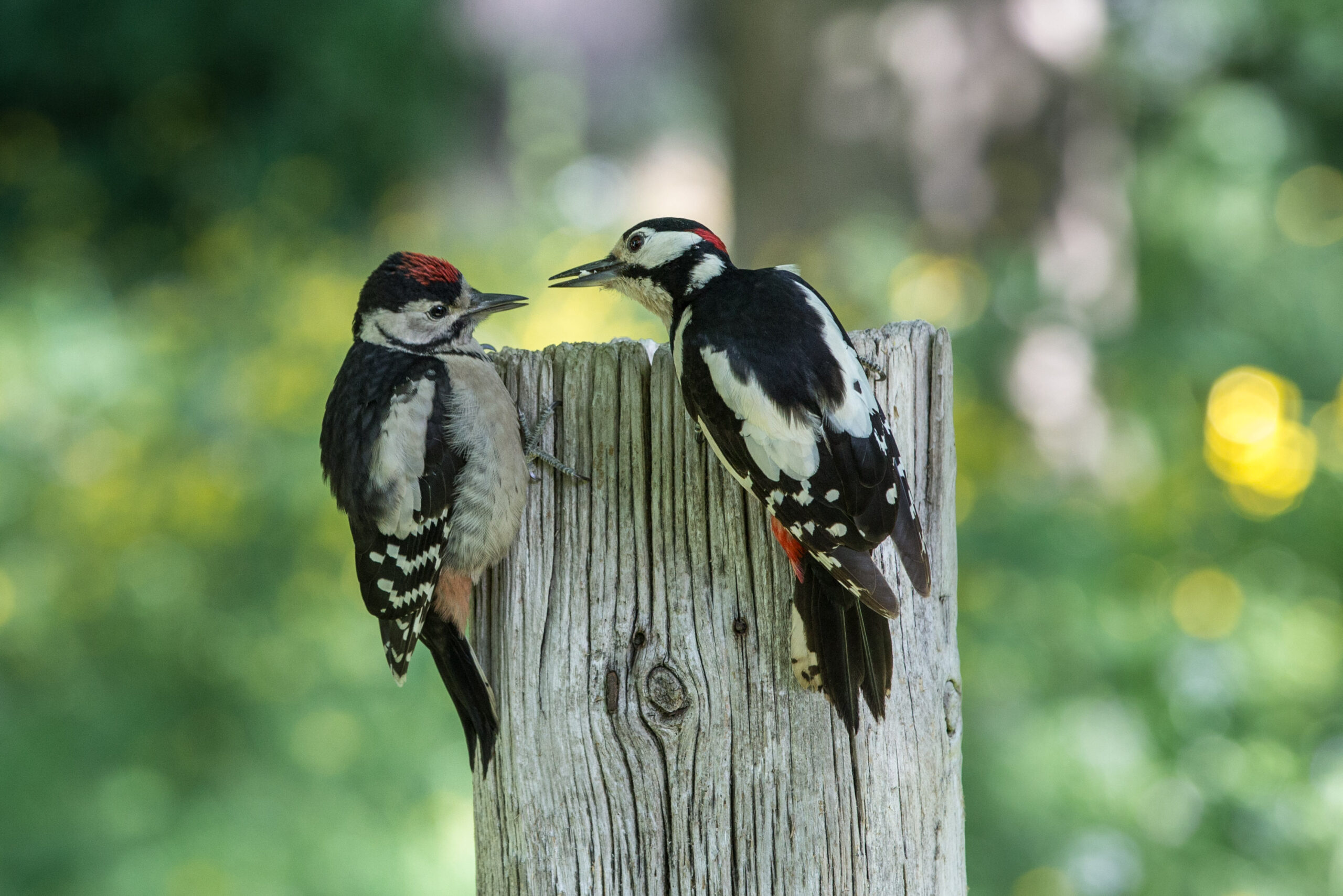 Gosforth Nature Reserve Journal: Great Spotted Woodpeckers - Natural ...