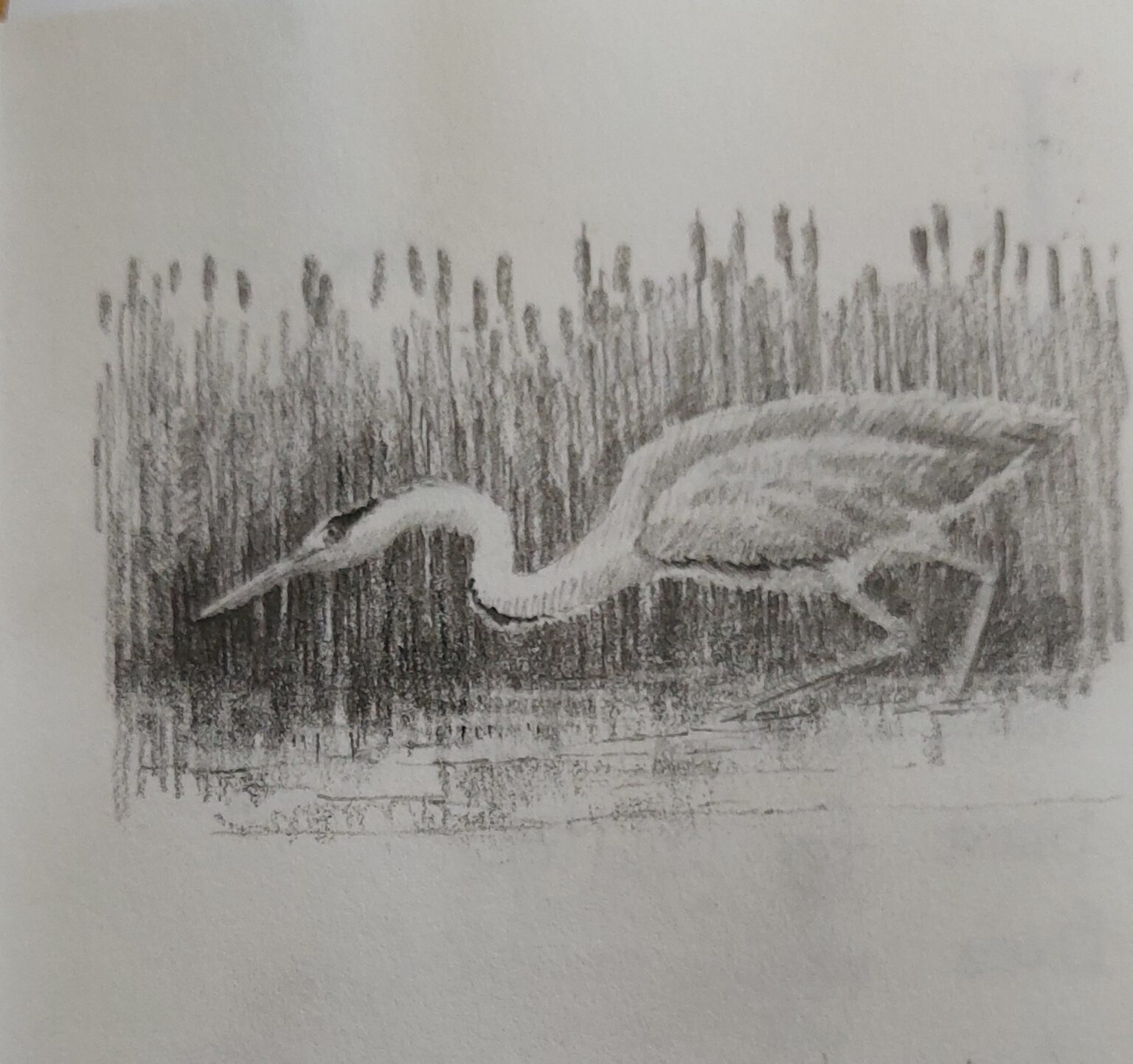 An A-Z of the beauties of Gosforth: Dick Gilhespy’s Nature Journal ...