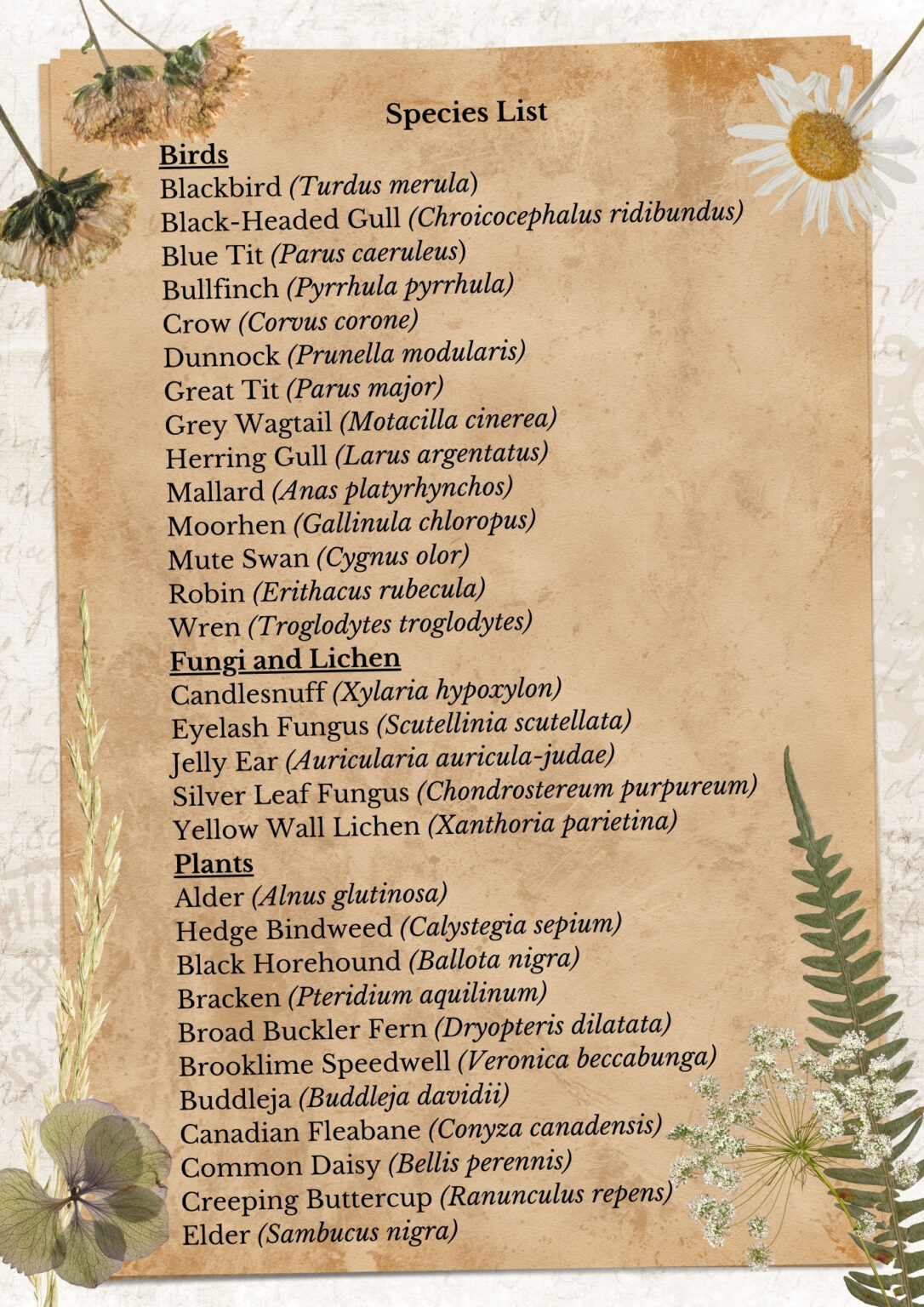 Walking the Ouse Burn Part 1: 'Urban Gems' - Natural History Society of ...