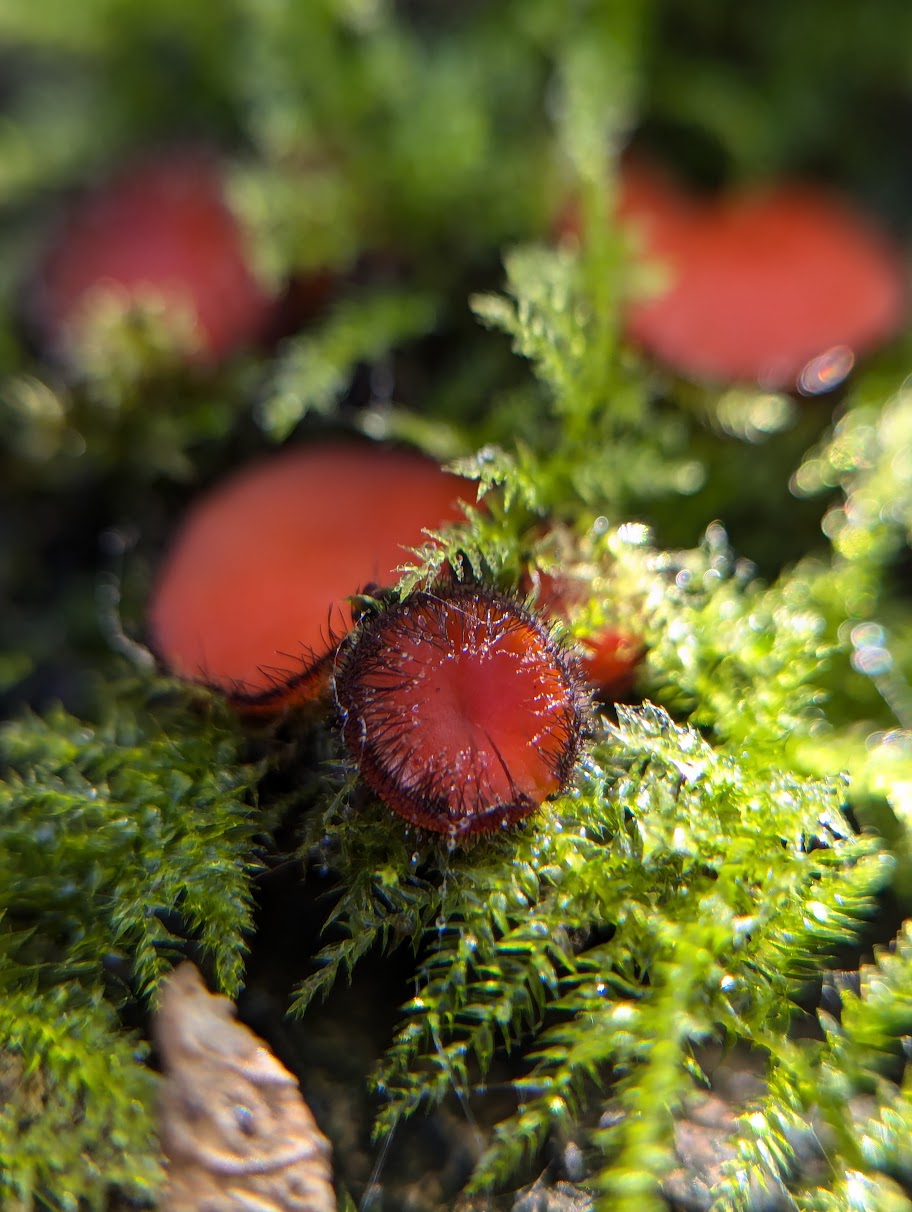 Walking the Ouse Burn Part 1: 'Urban Gems' - Natural History Society of ...